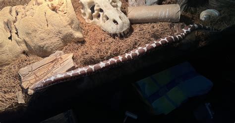 Anything And Everything In The Sand Boa World
