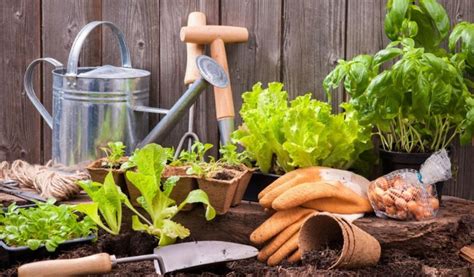 Лунный календарь посадок для Сибири 2025 особенности посадок благоприятные дни для Западной