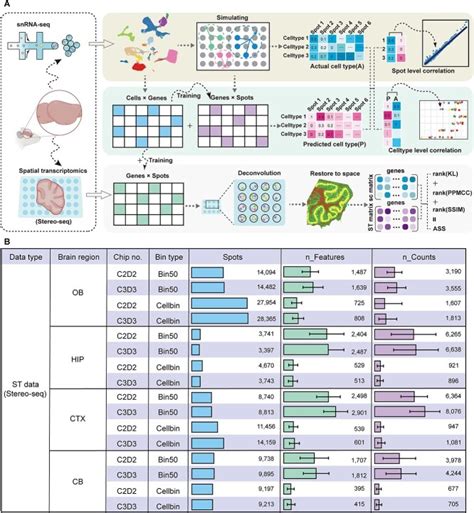 Benchmarking Mapping Algorithms For Cell Type Annotating In Mouse Brain By Integrating Single