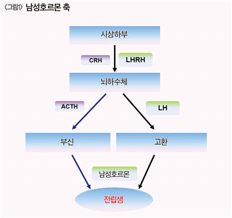 전립샘암은 가 다발성남성호르몬이 문제