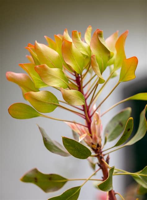 King Protea Or Protea Cynaroides The National Flower Of South Africa