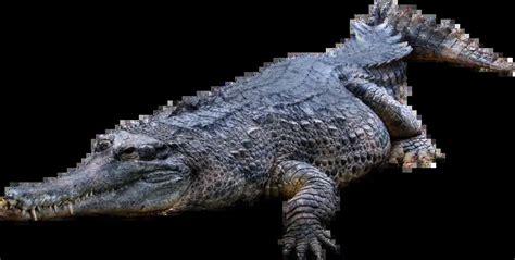Portugalosuchus é O Mais Antigo Crocodilo Do Mundo Sic Notícias