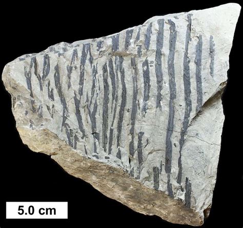 Evidence For Worlds Oldest Fossilized Forest Discovered In New York Animals Around The Globe