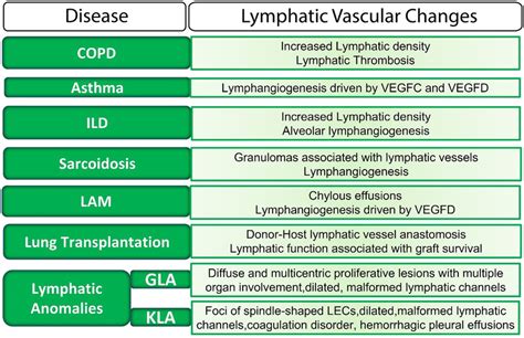 The Lymphatic Vasculature In Lung Disease Lecs Lymphatic Endothelial