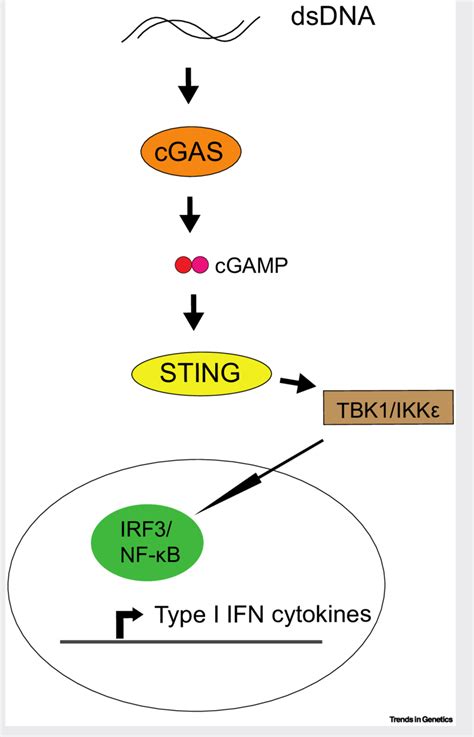 Gmp Amp Synthase Cgas Stimulator Of Interferon Genes Sting Pathway