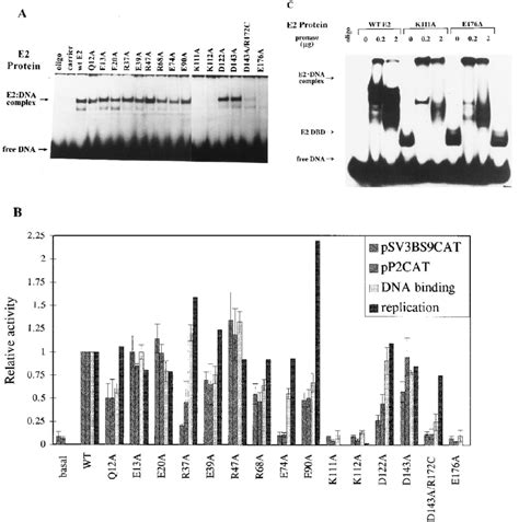 A Dna Binding Assay With Mutated E2 Proteins The Sequence Specific Download Scientific