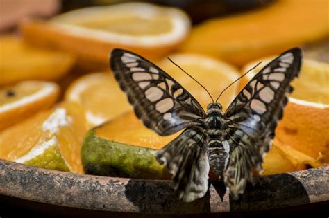 Insect Orders Questions And Answers