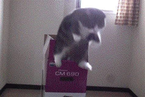 13 Purrfectly Looped Cat S To Get You Through Quarantine Meowingtons