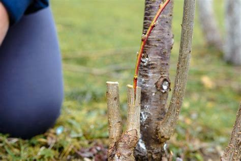 Чи варто щепити дерева у саду: плюси і мінуси процедури