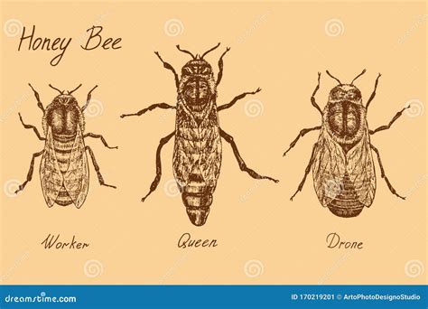 Worker Honey Bee Drawing