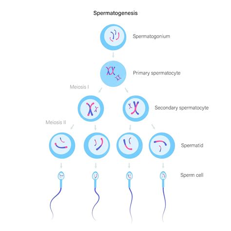 Premium Vector Spermatogenesis