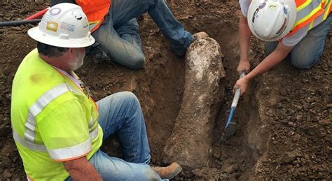 Ice Age Fossils Found In California Construction Site Huffpost Impact