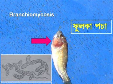রোগ বালাই এর প্রতিকার সফল মাছ চাষের চাবিকাঠি