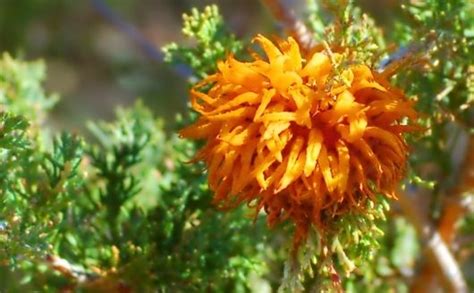 Cedar Apple Rust Identification And Control Stark Bros