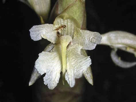 Zingiber Pendulum Zingiberaceae Image 57713 At PhytoImages Siu Edu