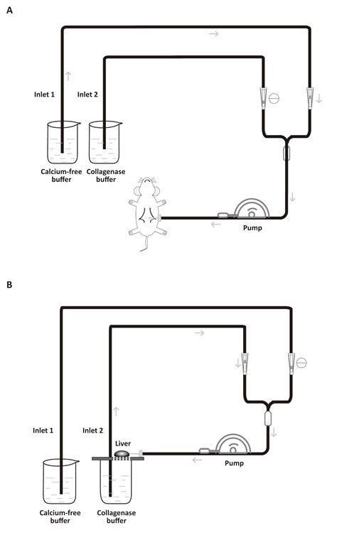 Isolation Of Primary Rat Hepatocytes With Multiparameter Perfusion Control Scientific Article