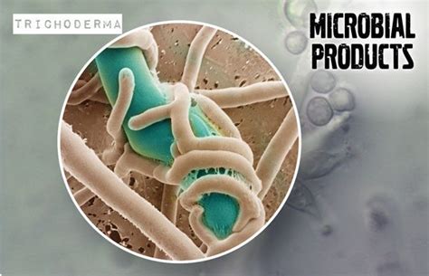 Using Microbial Products For A Thriving Garden Garden Culture Magazine