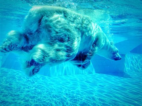 Premium Photo Polar Bear Swimming In Pool