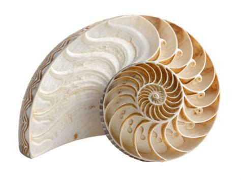 Golden Ratio Pngs For Free Download