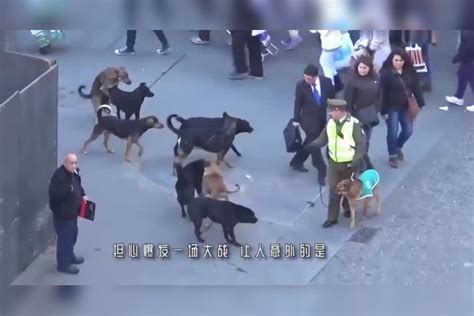 一群流浪狗围攻警犬，警犬会是什么反应？网友：不愧是警犬警犬什么反应