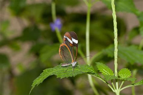 Greta Oto Facts Diet Habitat And Pictures On Animaliabio