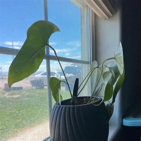 Why Are There Brown Spots On My Anthurium Peltigerum Leaves