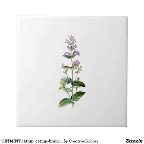 Catmintcatnip Catnip Branch Herb Plant Purple Tile Zazzle