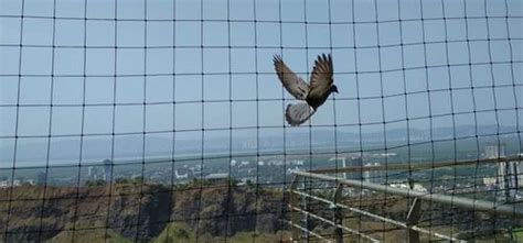 Bird Netting Service In Thane Id 2850950861912