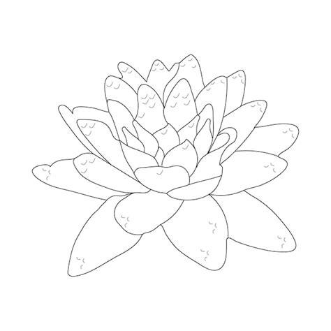Lirio de agua para colorear página y dibujo de flor de arte lineal con