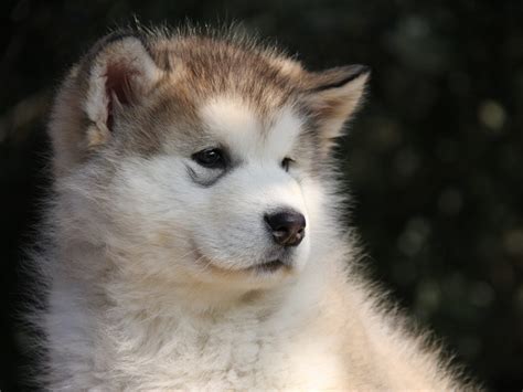 Alaskan Malamute Carattere E Temperamento Cosa Sapere