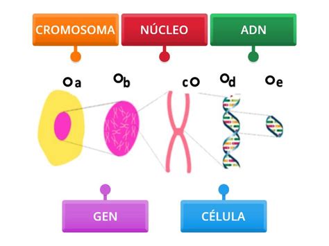 Esquema Adn Diagrama Con Etiquetas