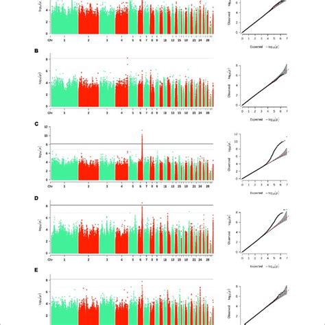 Manhattan Left And Quantile Quantile Q Q Right Plots Of