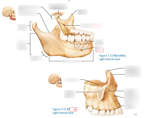 Mandible And Maxilla Diagram Quizlet