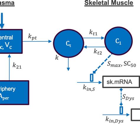 Integrated PK PD Model For Exon Skipping And Dystrophin Protein