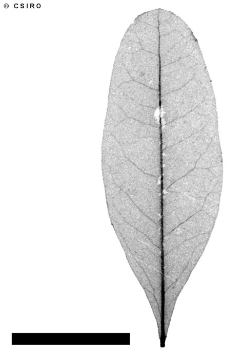 Phyllanthus Microcladus