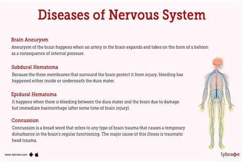 Human Nervous System Parts And Functions