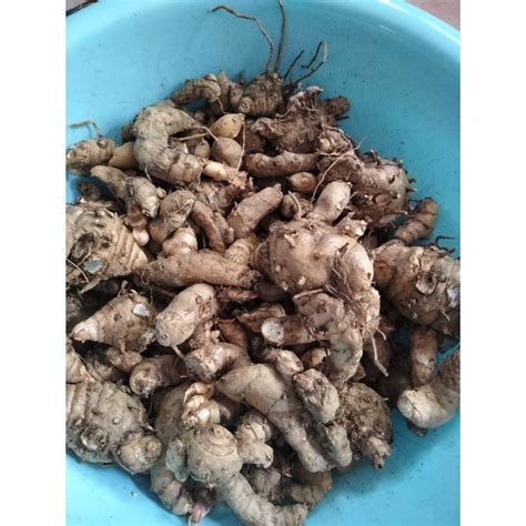 RIZOM KUNYIT PUTIH 100G Shopee Malaysia