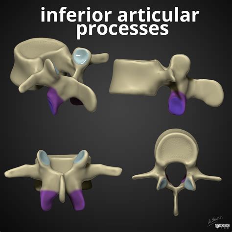Radiopaedia Drawing Inferior Articular Process No Labels Anatomytool