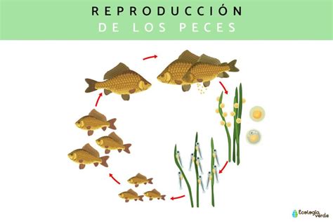 Cuáles Son Las Estrategias Reproductivas De Invertebrados