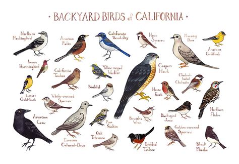 California Backyard Bird Identification At Russell Chau Blog