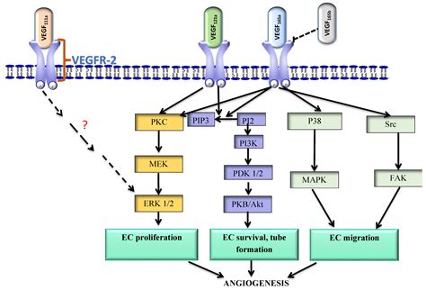 Vegf Physiological Effect