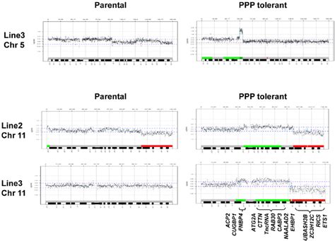Array CGH Profiles Of Copy Number Alterations Amplification Of 5q11 2