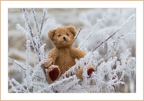 Teddy And The Frozen Bush This Is The Last Photo Of My Frozen Teddy And Susan Series Teddy Is