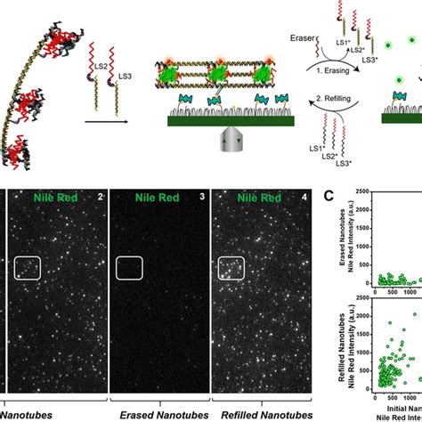 A Scheme Depicting Functionalization Of Dna Nanotubes With