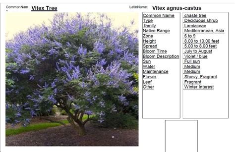 Vitex Tree Cypress Basin Master Gardeners Association