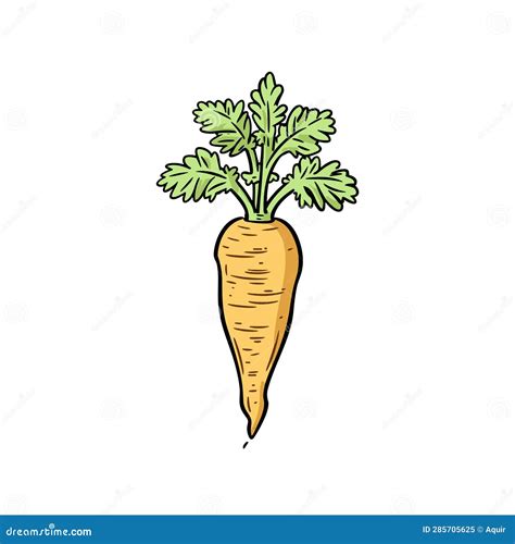 Parsnip Hand Drawn Illustration Parsnip Vector Doodle Style Cartoon