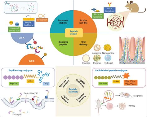 Peptide Drugs A New Direction In Cancer Immunotherapy Cancer Biology