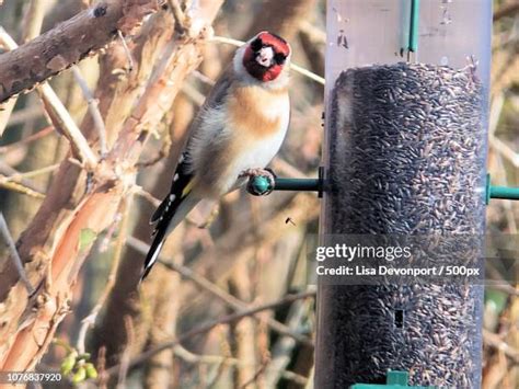 Lisa Sparrow Photos And Premium High Res Pictures Getty Images