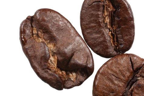 Java Beans Stock Image Image Of Cafine Brown Vegetable