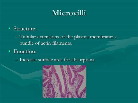 The Aandp Of The Cell Ppt Download